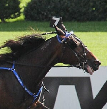 Whose voice matters most? – The Literate Equine